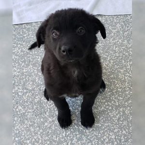 Decker – Paws Place Dog Rescue