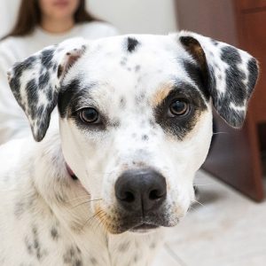 Paws Place Dog Rescue, No-Kill Shelter in Winnabow, North Carolina