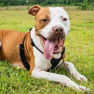 Paws Place Dog Rescue, No-Kill Shelter in Winnabow, North Carolina
